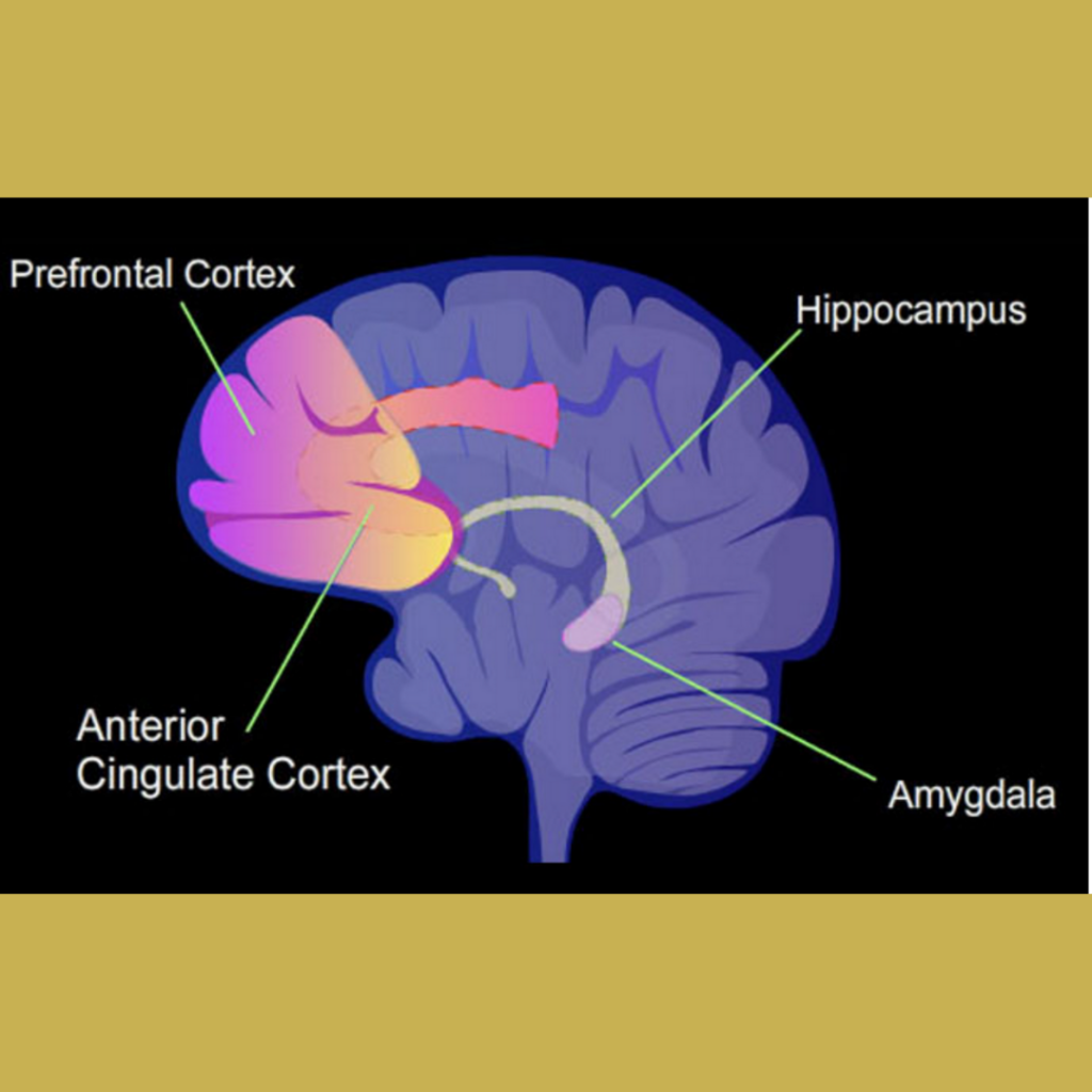 The Teenage Brain: Neuroanatomy - Our Teen Brains