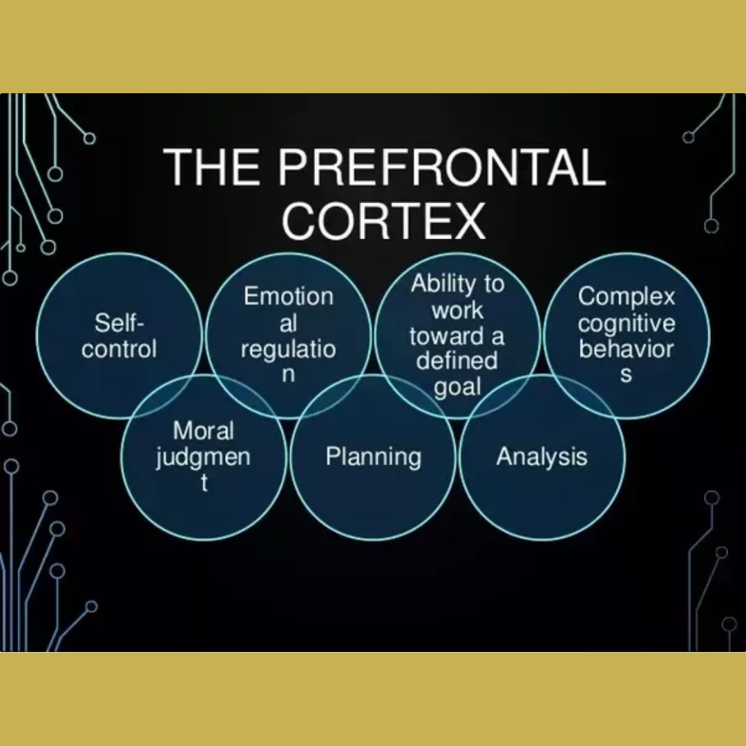 The Teenage Brain: Neuroanatomy - Our Teen Brains