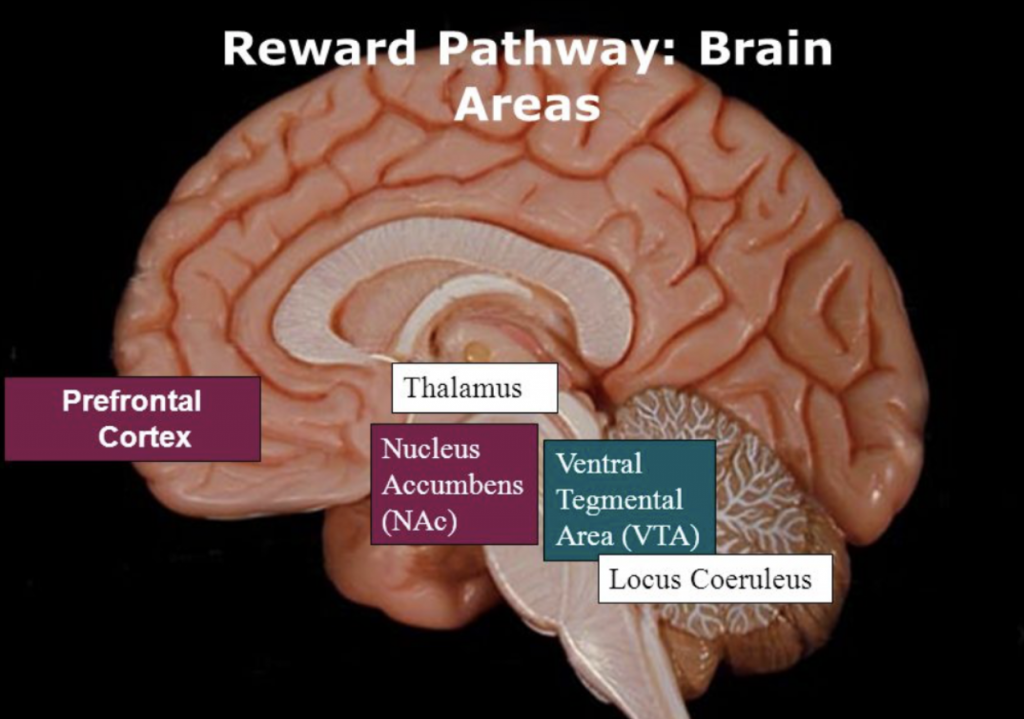 The Effect of Social Media on the Teenage Brain - Our Teen Brains